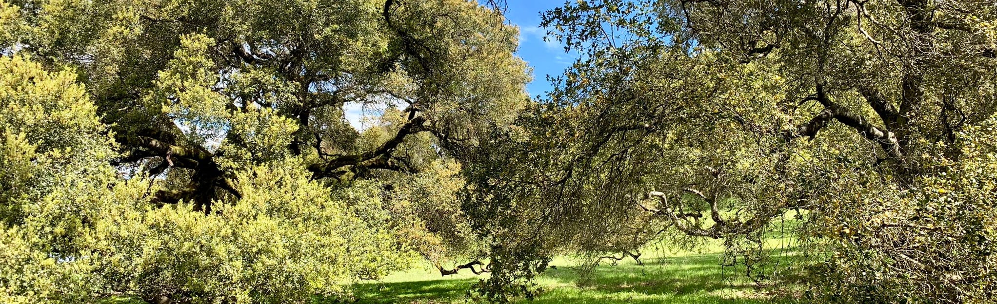 Taylor Mountain via Western, Eastern and Sky Lupine Trail: 988 Reviews ...