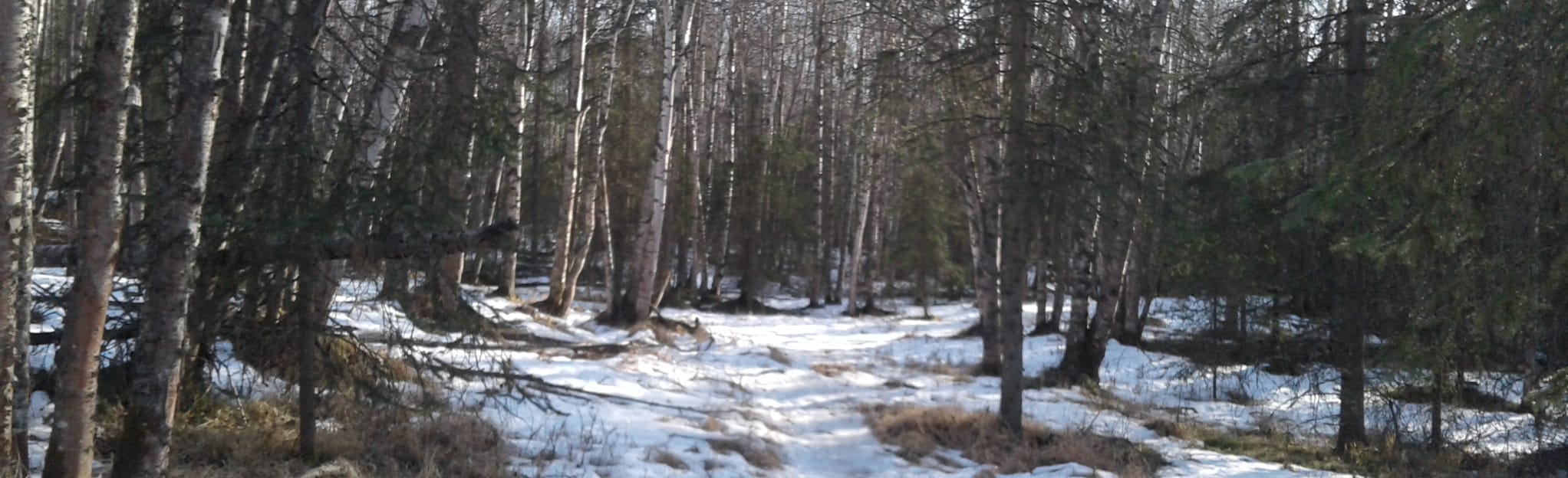 Basher Park Loop: 122 Reviews, Map - Alaska | AllTrails