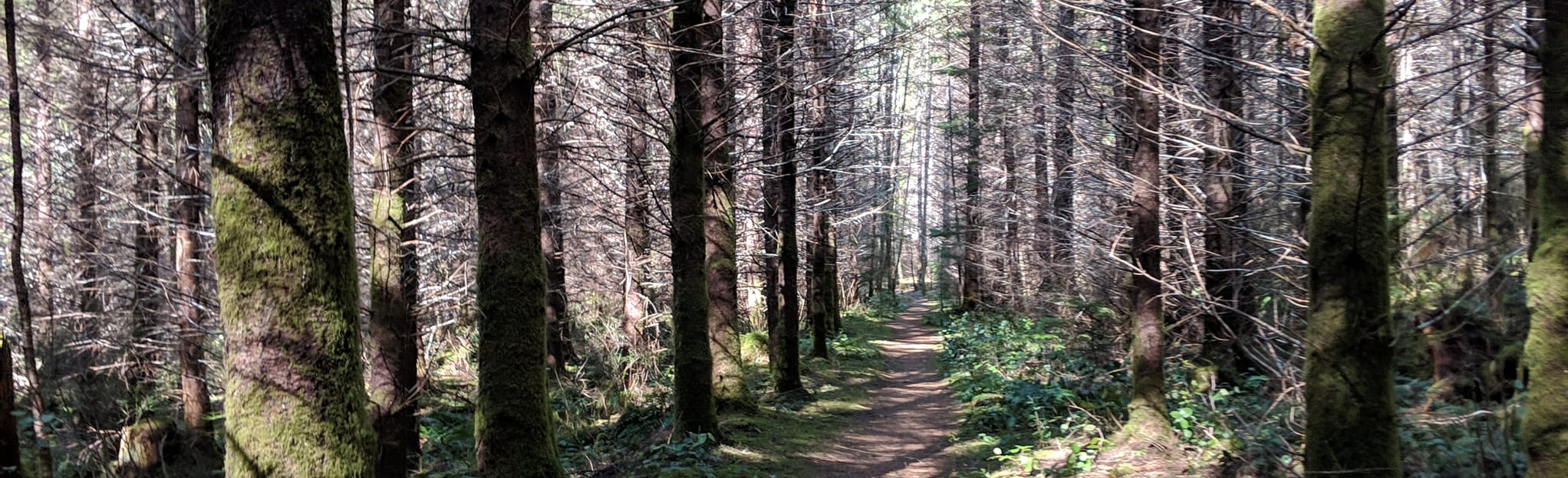 Snowden Demo Forest: Riley Lake, Gun Barrel, Cheshire: 22 Reviews, Map ...