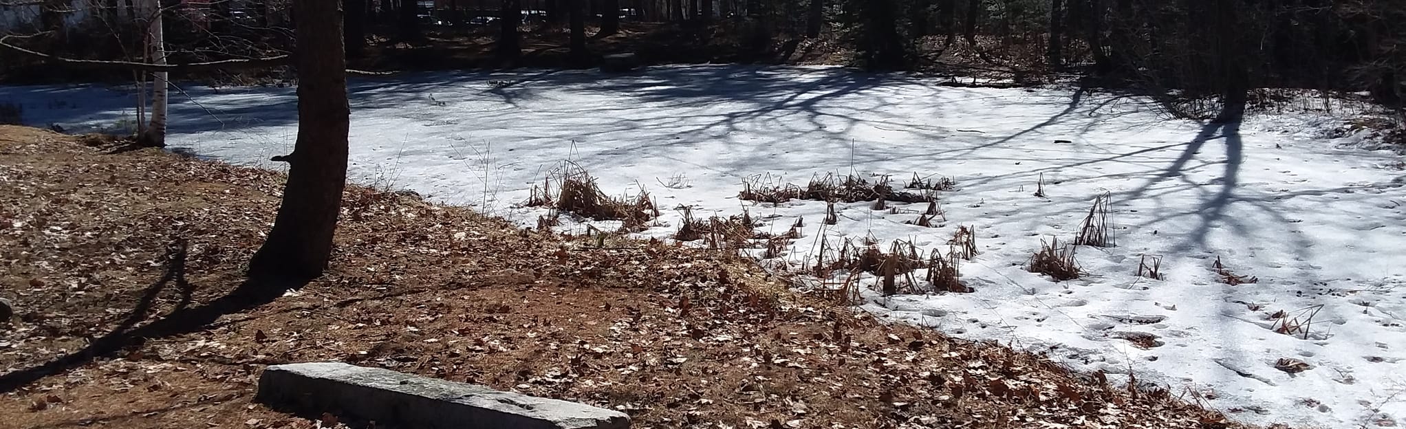 Baxter Woods Main Trail, Maine - 12 Reviews, Map | AllTrails