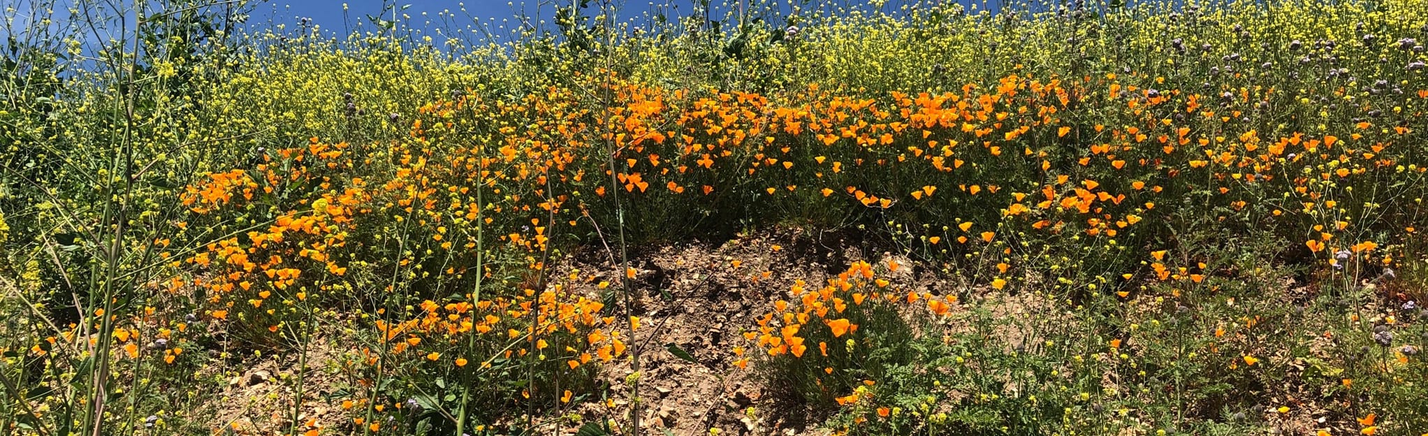 White Sage Trail | Map, Guide - California | AllTrails