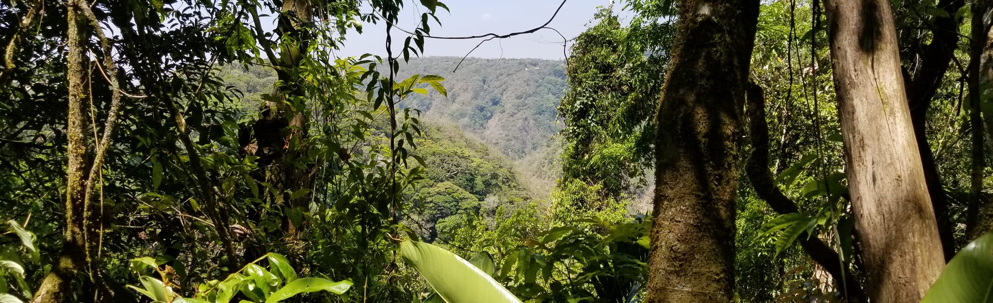 Senderos Murciélago, Calandria, Mirador, del Mono, y de los Niños ...