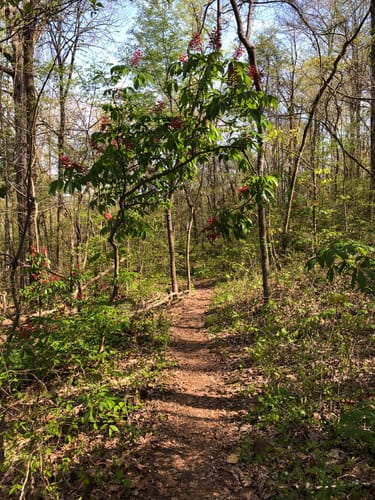 Best 10 Hikes and Trails in Ruffner Mountain Nature Preserve | AllTrails