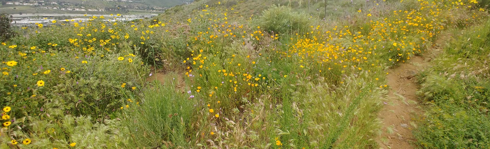 Van Dam Peak View via Iola Trail, California - 108 Reviews, Map | AllTrails