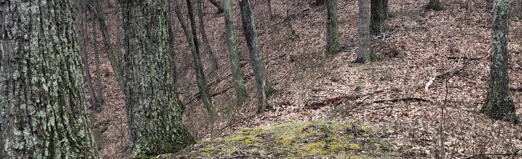 Knob Forest Overlook via Orange Trail: 19 Reviews, Map - Kentucky ...