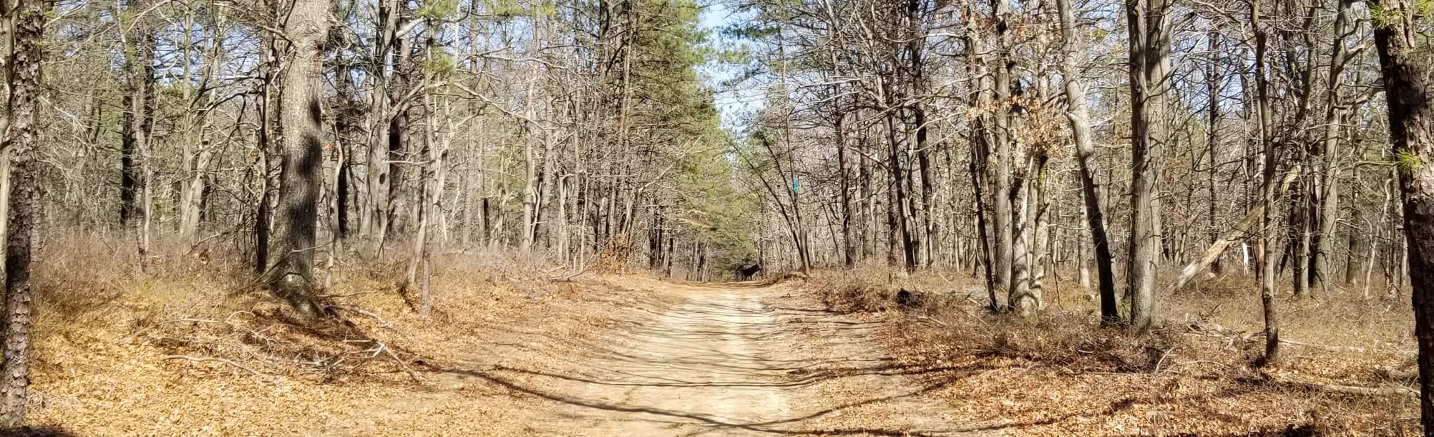 Brookhaven Short Loop: 114 fotos - Nova Iorque | AllTrails