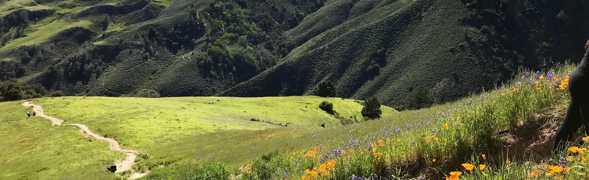 Grass Mountain Trail, California - 443 Reviews, Map | AllTrails