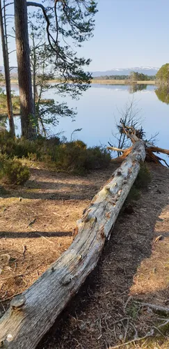 2023 Best Moderate Trails in Boat of Garten | AllTrails