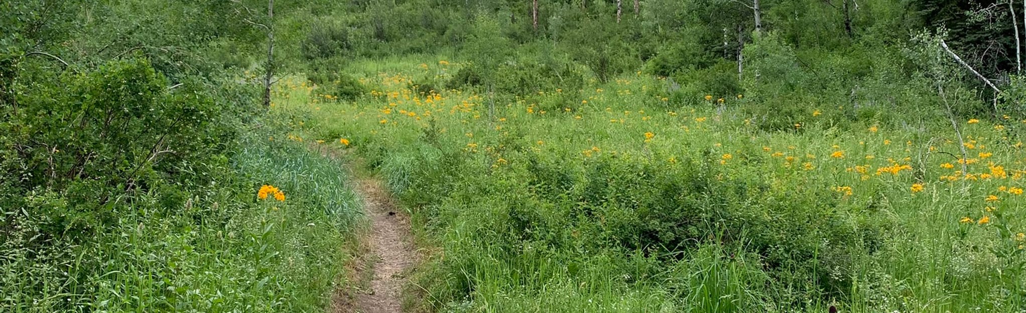 Three Forks Trail, Colorado - 35 Reviews, Map | AllTrails