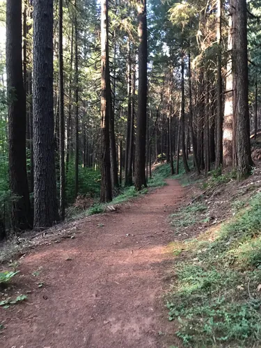 Best Forest Trails in Magalia | AllTrails