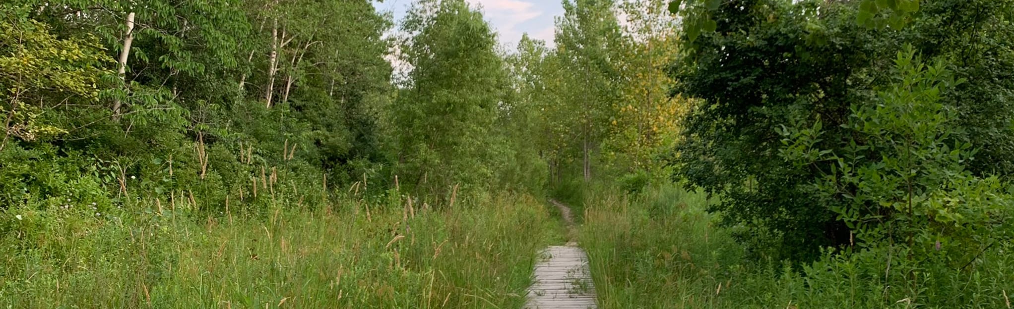 Forked Aster Hiking Trail: North Loop, Wisconsin - 58 Reviews, Map ...