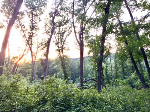 Best Hikes and Trails in Stephens State Forest - Woodburn Unit | AllTrails