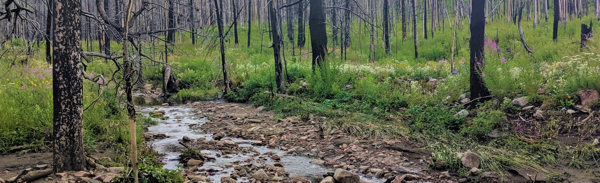 Alice Creek Trail #490, Montana - 9 Reviews, Map | AllTrails