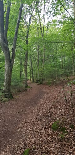 2023 Best 10 Easy Trails in Almindingen | AllTrails