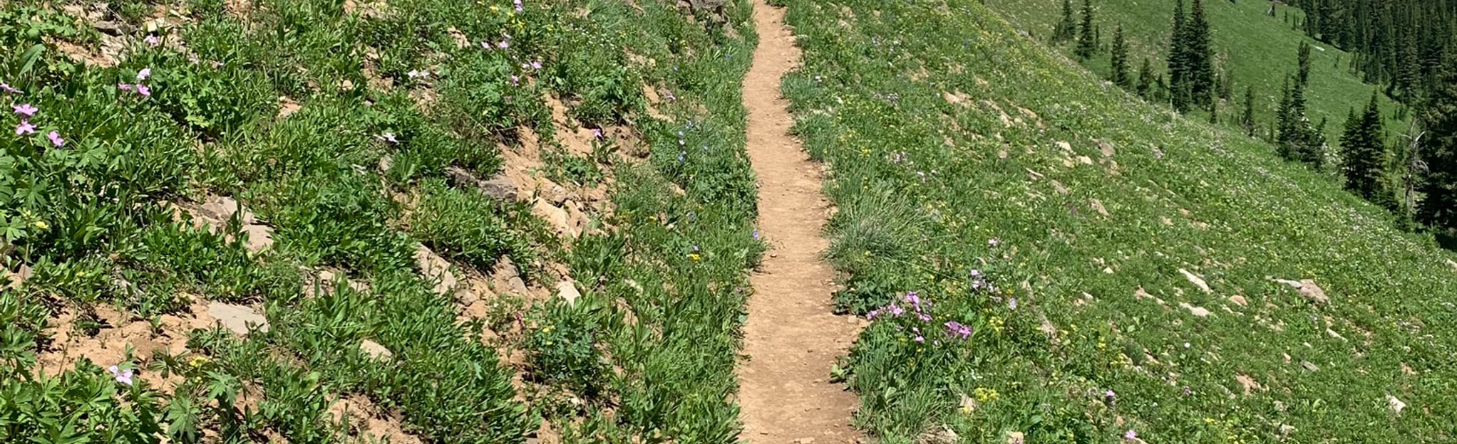 Marion Lake Trail | Map, Guide - Wyoming | AllTrails