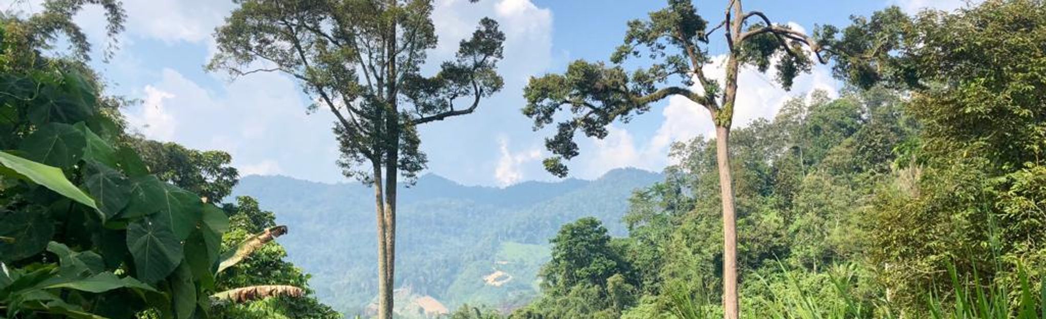 Mount Nuang via Janda Baik, Pahang, Malaysia - 74 Reviews, Map | AllTrails