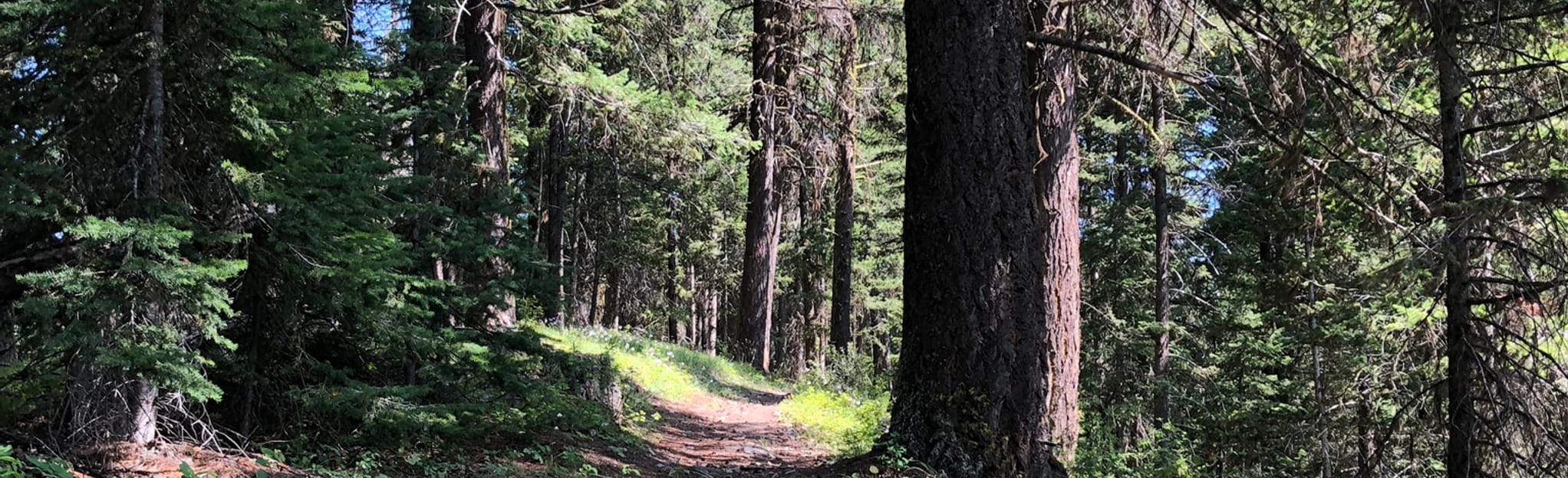 Angel Pass Trail, Washington - 10 Reviews, Map | AllTrails