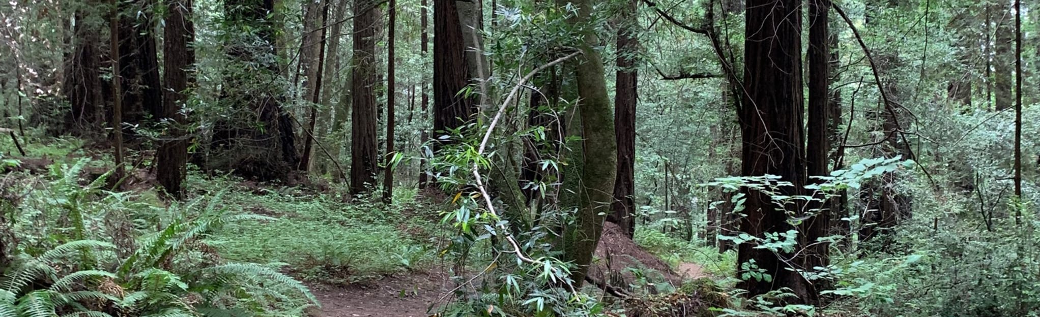 Chandler Grove Trail: 88 Reviews, Map - California | AllTrails