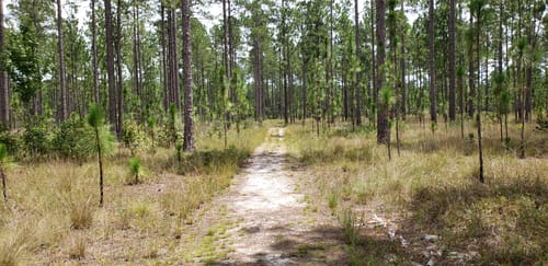 Best Hikes and Trails in Green Swamp Preserve | AllTrails