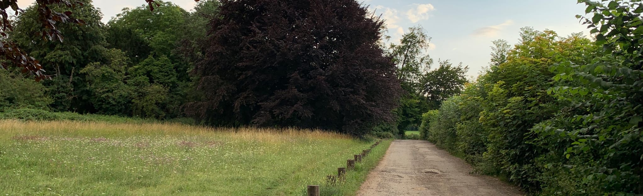 Polesden Lacey, Dogkennel Green and Ranmore Common Circular, Surrey ...
