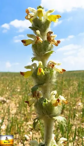 Best Hikes and Trails in Har Amasa | AllTrails