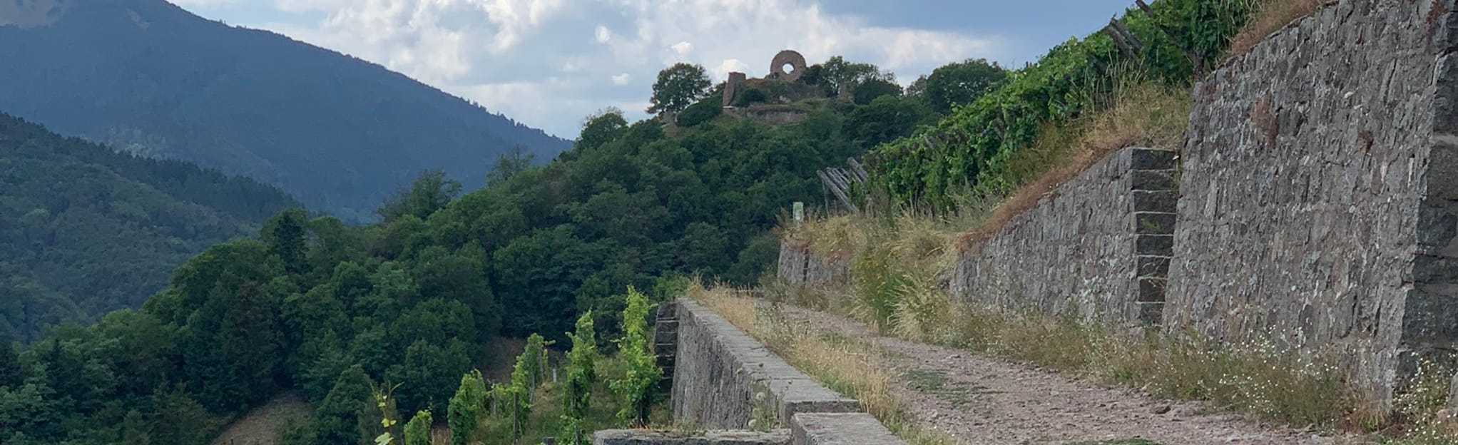 Rangen Wine Trail, Haut-Rhin, France - 7 Reviews, Map | AllTrails