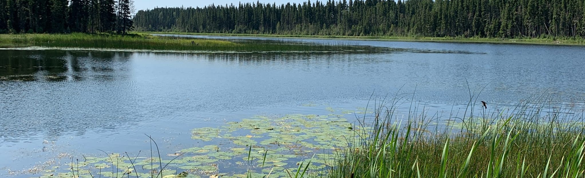 Crean Lake Trail: 23 Reviews, Map - Saskatchewan, Canada | AllTrails
