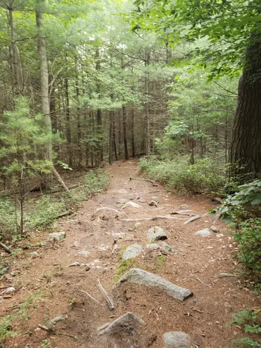 10 Best Hikes and Trails in Freetown Fall River State Forest | AllTrails