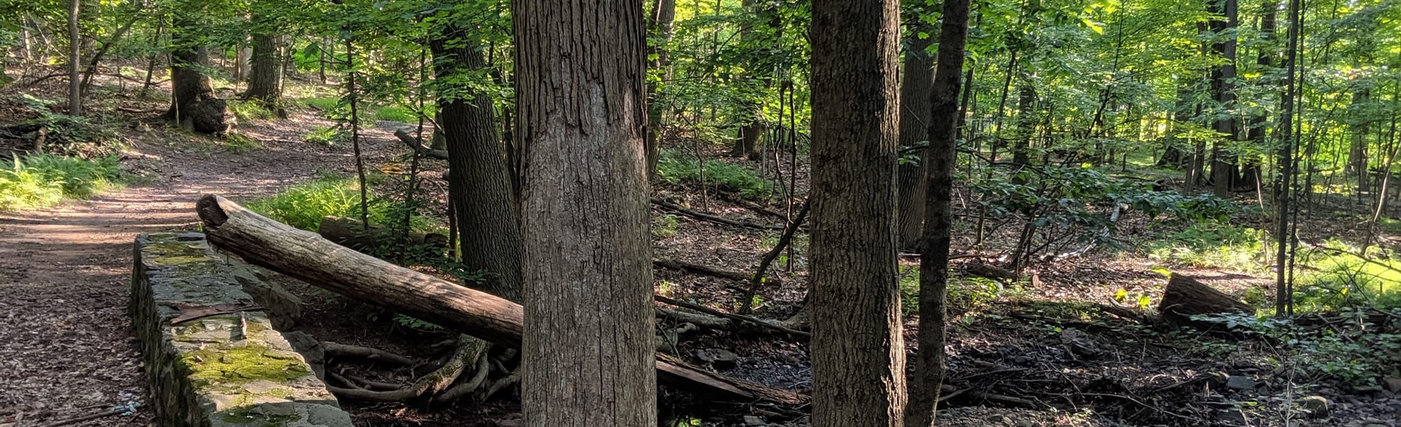 Eagle Rock Green to Blue Trail, New Jersey - 232 Reviews, Map | AllTrails