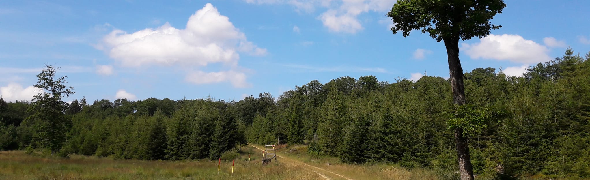 Forest of Vlessart: 7 Reviews, Map - Luxembourg, Belgium | AllTrails