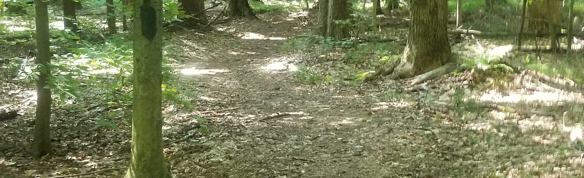 Prince Gallitzin Forest Trail Loop: 21 Fotos - Pennsylvania | AllTrails