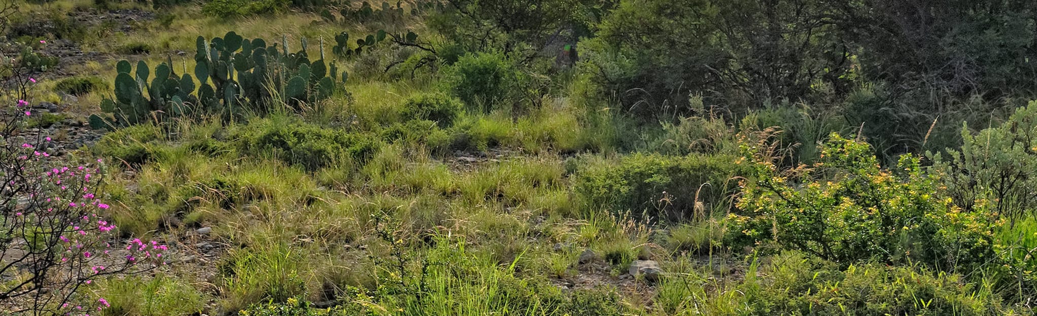 Windmill Nature Trail, Texas - 20 Reviews, Map | AllTrails