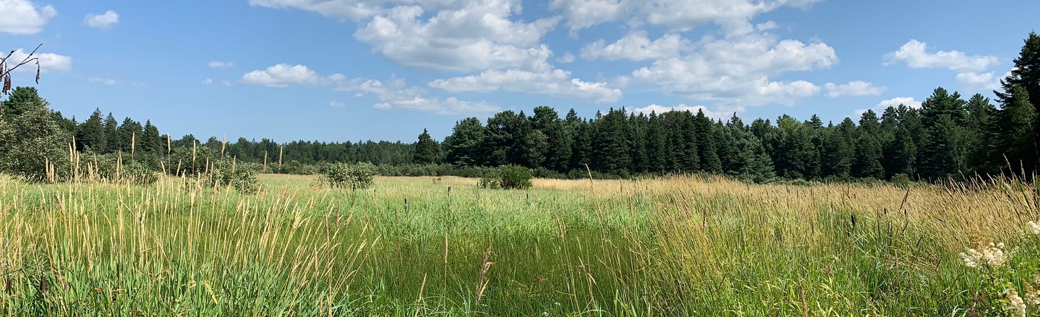 Nanabush and Marsh Loop Trail: 92 Reviews, Map - Ontario, Canada ...