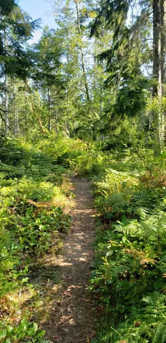 2023 Best Moderate Trails in Gig Harbor | AllTrails