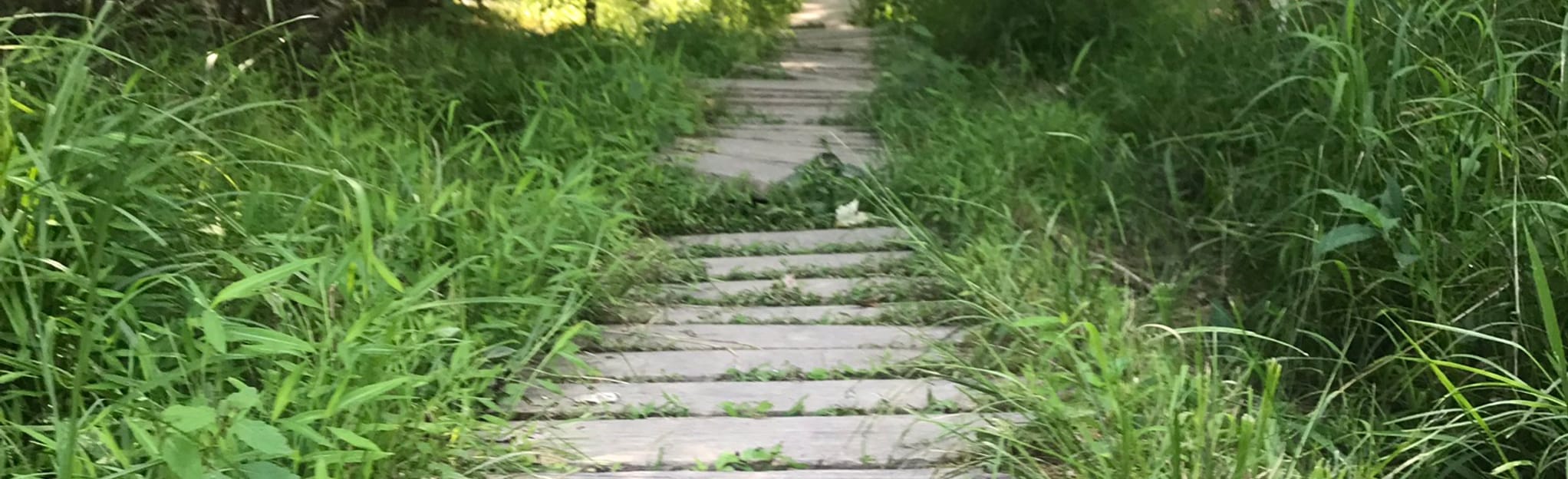 Pipeline, Marsh, Saddle and Ravine Trail, New York - 69 Reviews, Map ...