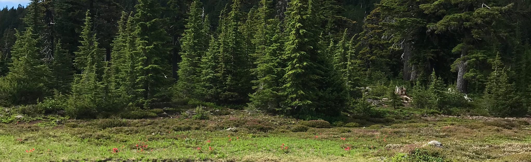 Russell Lake via Whitewater Trail and Pacific Crest Trail: 256 Reviews ...