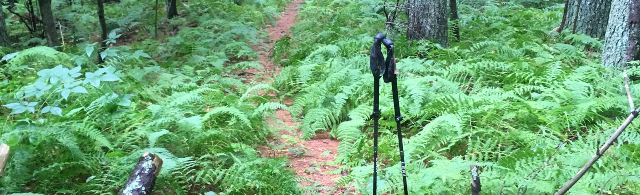 Quinebaug Trail, Connecticut - 47 Reviews, Map | AllTrails