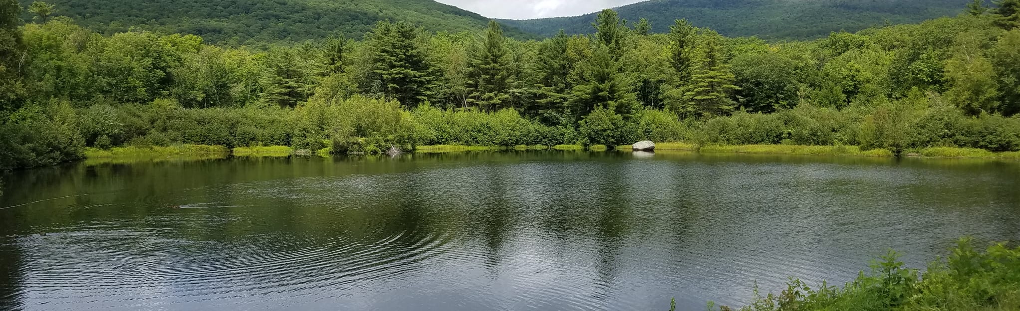Turtleback Mountain Trail: 205 Reviews, Map - New Hampshire | AllTrails