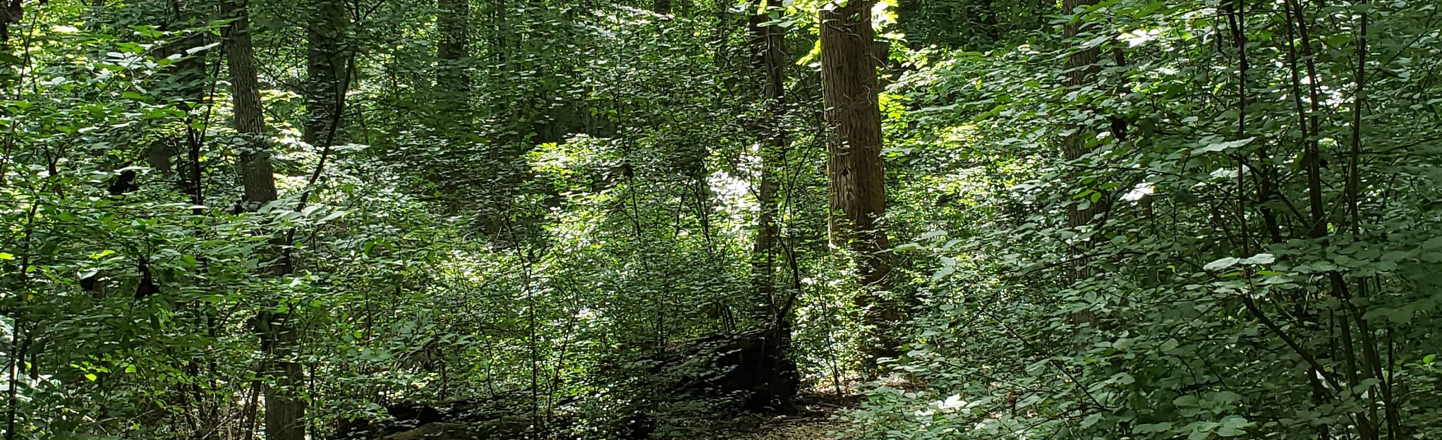 Muddy Trail, Valley Trail, and Western Ridge Trail, Maryland - 955 ...