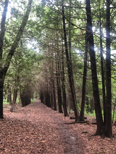 10 Best Trails and Hikes in Decorah | AllTrails