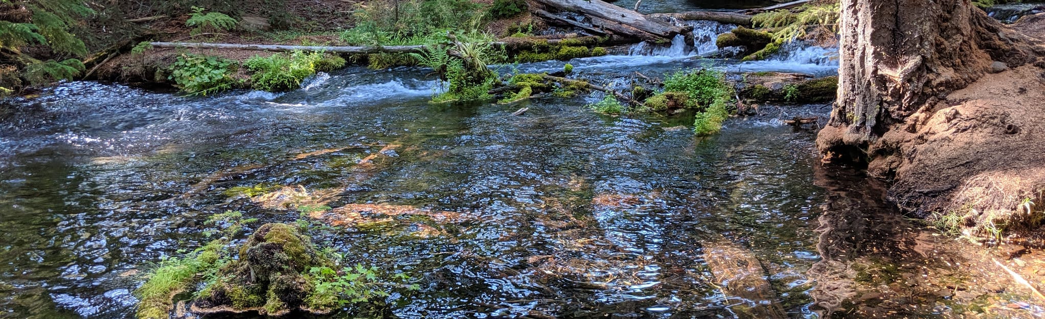 AllTrails | Jack Creek Loop: 49 Reviews, Map - Oregon