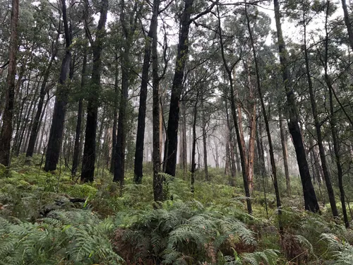 10 Best Trails and Hikes in Silvan | AllTrails