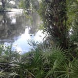 Temple Terrace Riverfront Park Trail, Florida - 35 Reviews, Map | AllTrails