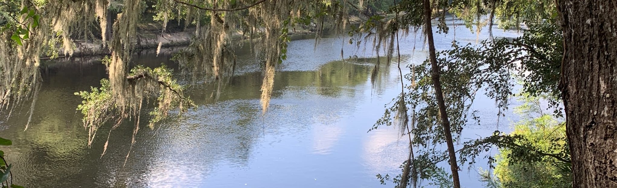 Ellaville Trail, Florida - 59 Reviews, Map | AllTrails