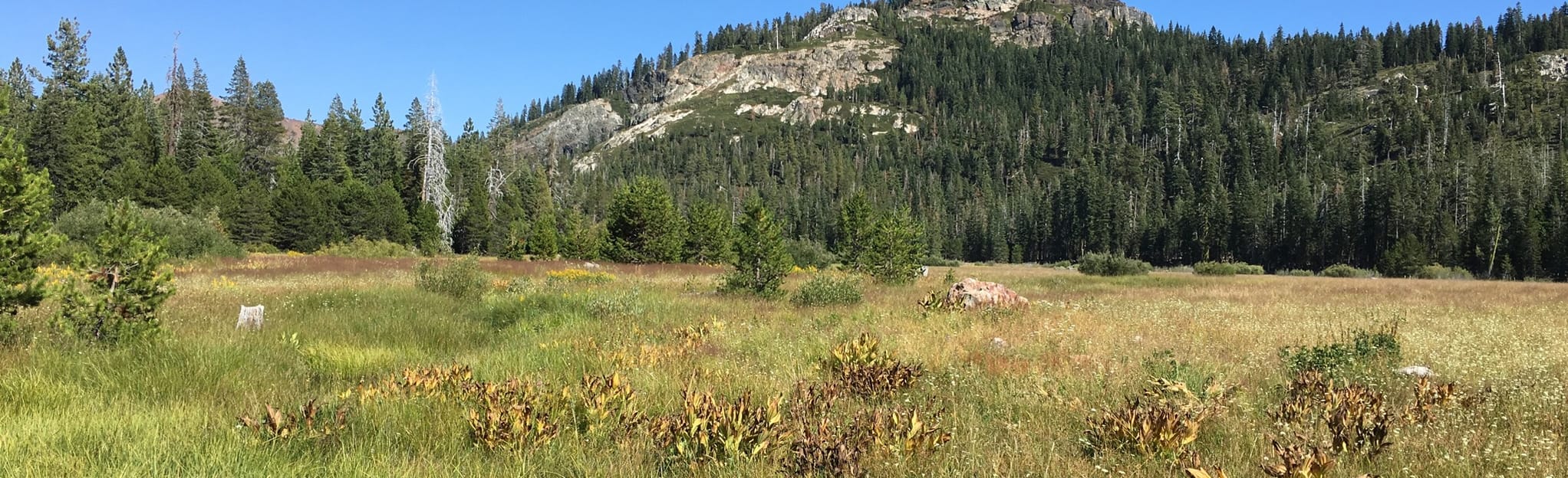 Loney Meadows Trail, California - 51 Reviews, Map | AllTrails