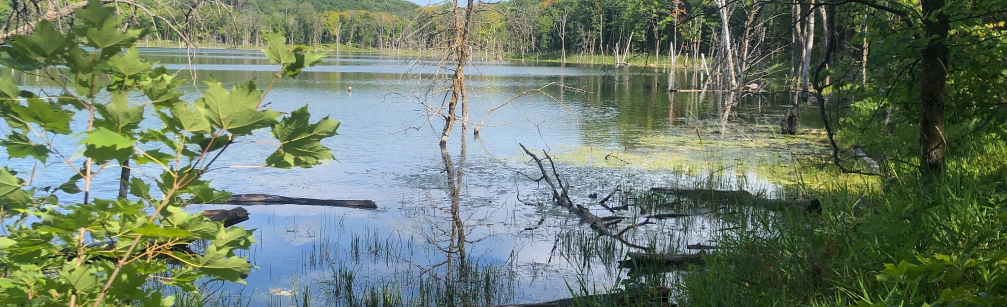 Cow Lake Loop, Minnesota - 37 Reviews, Map | AllTrails