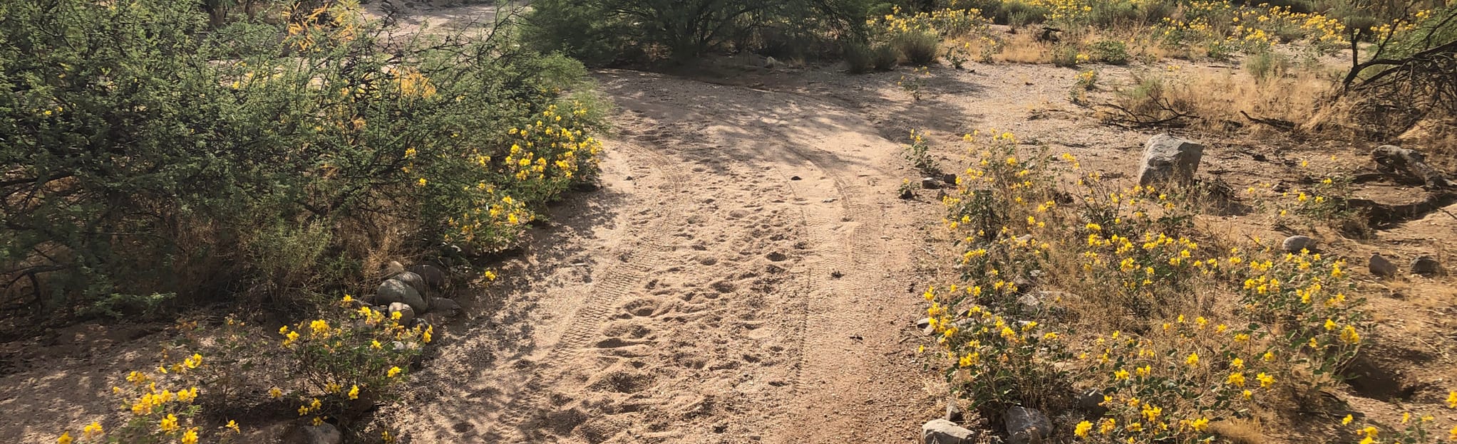 Lincoln Regional Park Walk, Arizona - 151 Reviews, Map | AllTrails