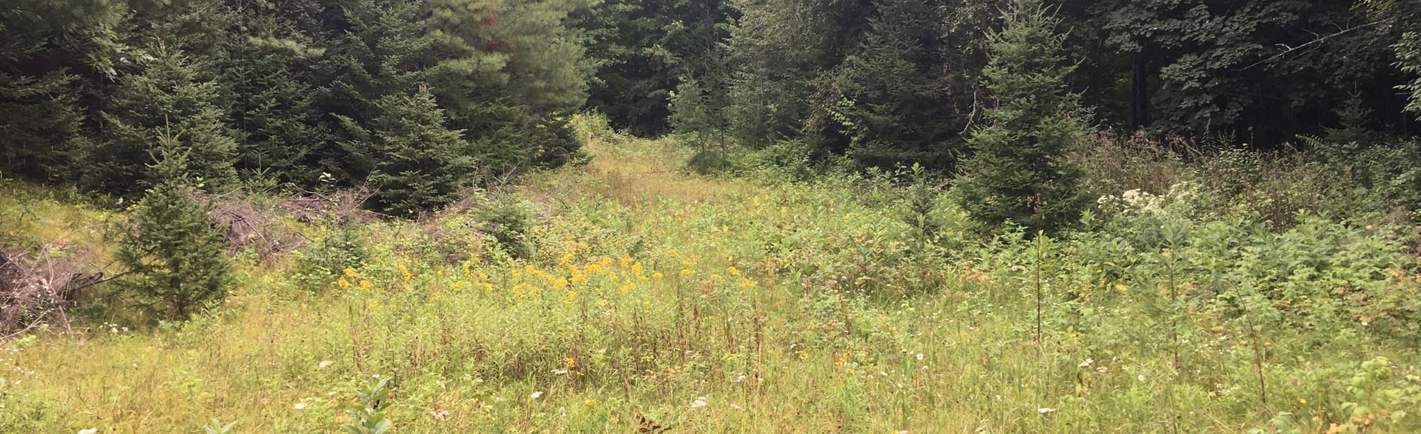 Laura Lake, Wisconsin - 9 Reviews, Map | AllTrails