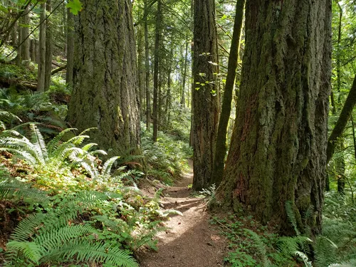 Best Hikes and Trails in Eagle Fern Park | AllTrails