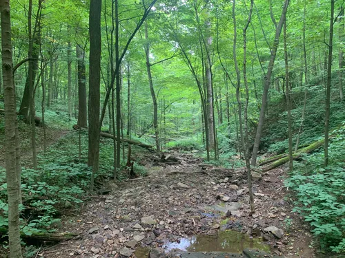 Best Hikes and Trails in Linn Run State Park | AllTrails